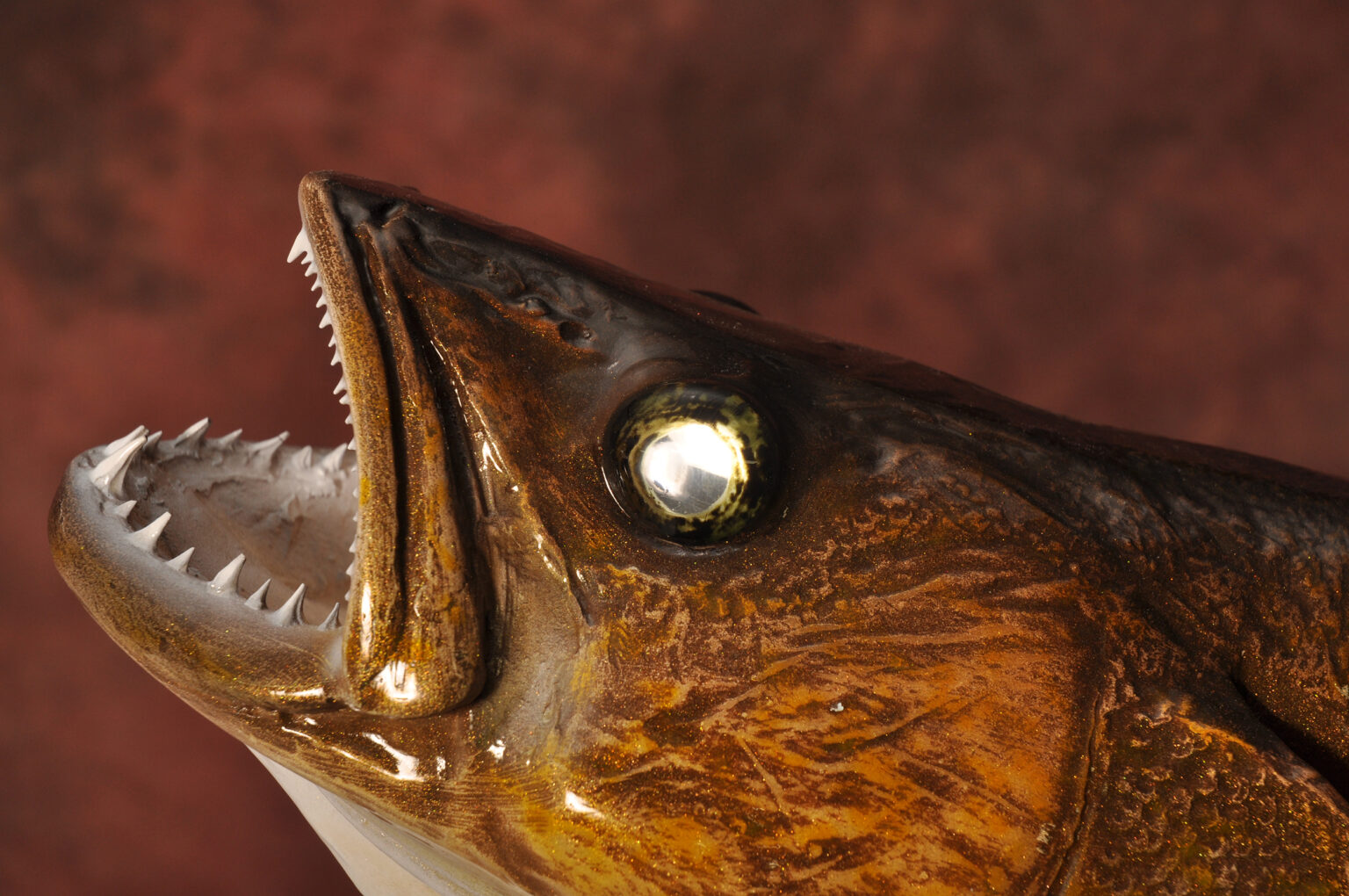 WALLEYE - Rinehart Taxidermy